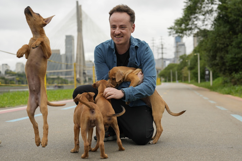 These Brazilian caramel-colored stray dogs were long overlooked. Now ...