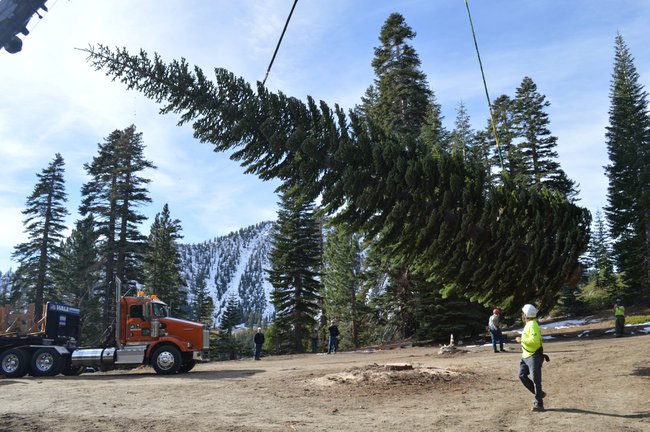 Trump administration brings Christmas tree from Sierra Nevada to White ...
