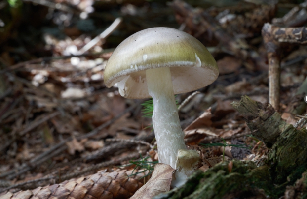 California death cap poisonings a reminder of mushroom hunting dangers ...