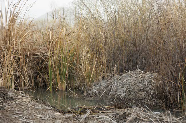 In the Las Vegas desert, beavers turn a drainage channel into habitat ...